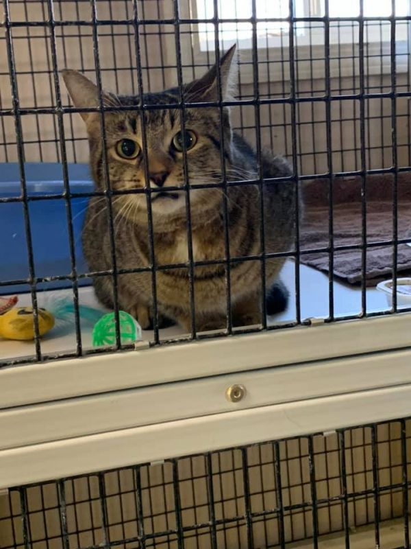 Animal Lost and Found - Town of Kindersley